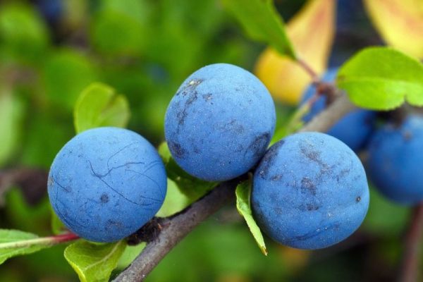 La prunelle, le petit fruit sacrément sauvage, bienfaits et utilisations