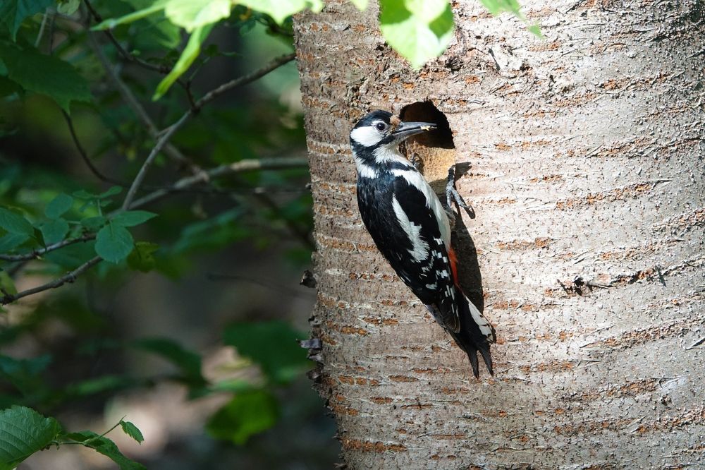 Les Pics ou comment tambouriner sans se casser le crâne