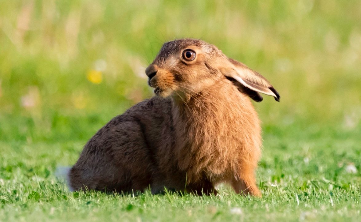 Le lièvre d’Europe : l’athlétique maître des champs
