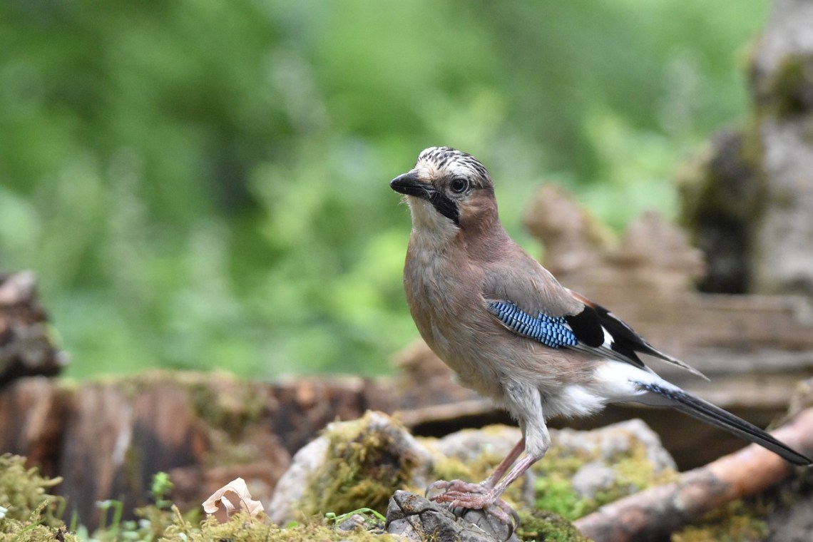 Le Geai des Chênes, le génie de nos forêts