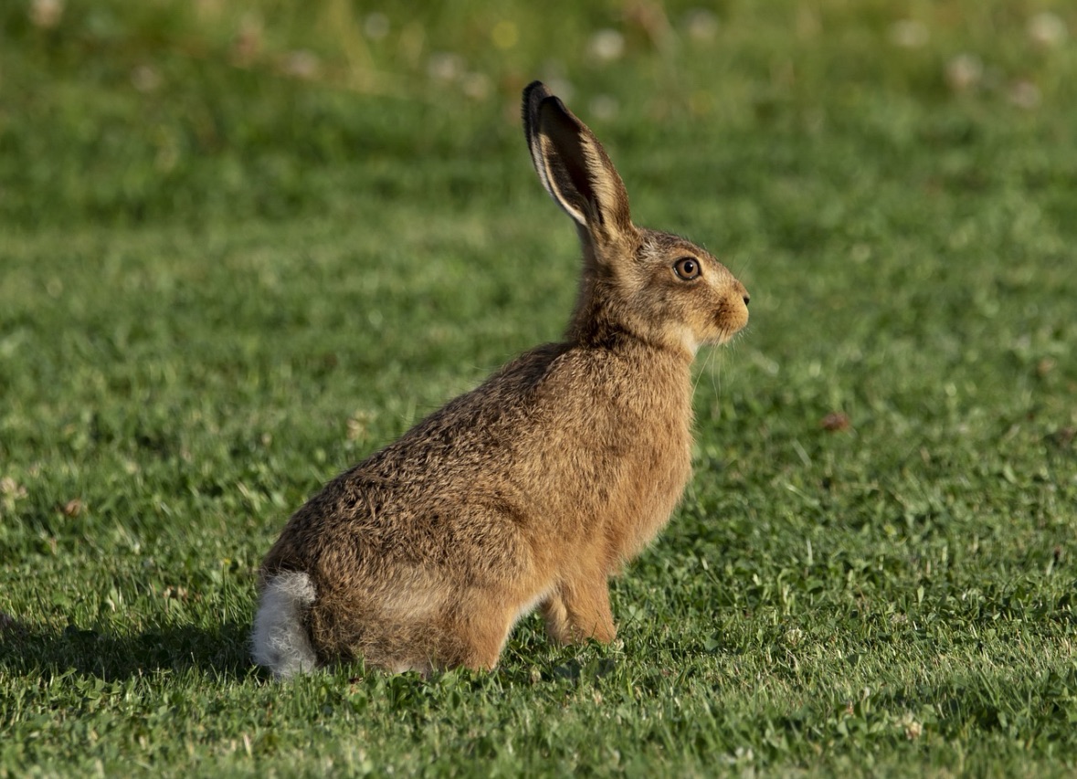 Le lièvre d’Europe : l’athlétique maître des champs