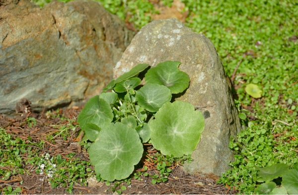Le Nombril de Vénus (Umbilicus rupestris) : bienfaits et usages