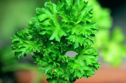 Le Persil, l’aromate indispensable