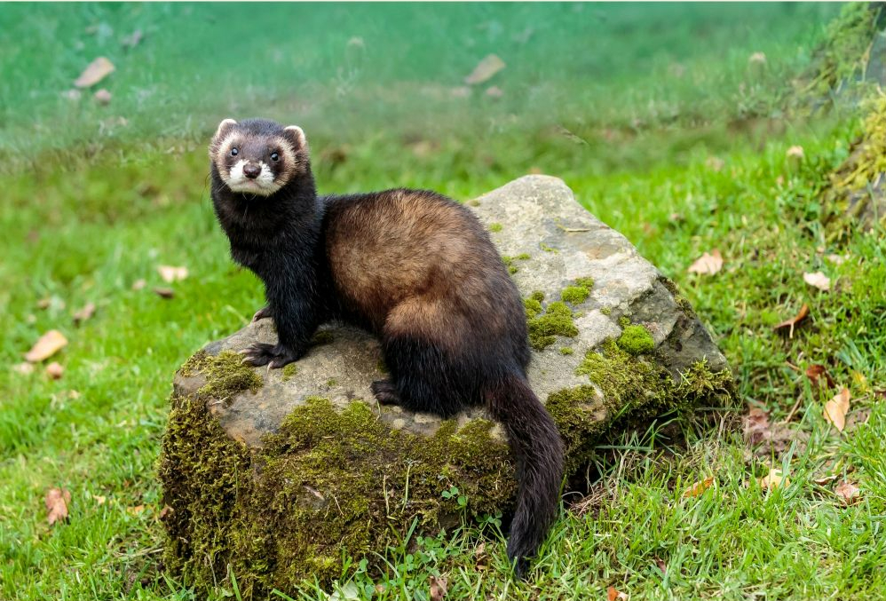 Le putois : un animal mal-aimé mais précieux pour la biodiversité