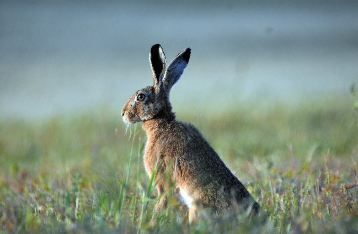 Le lièvre d’Europe : l’athlétique maître des champs