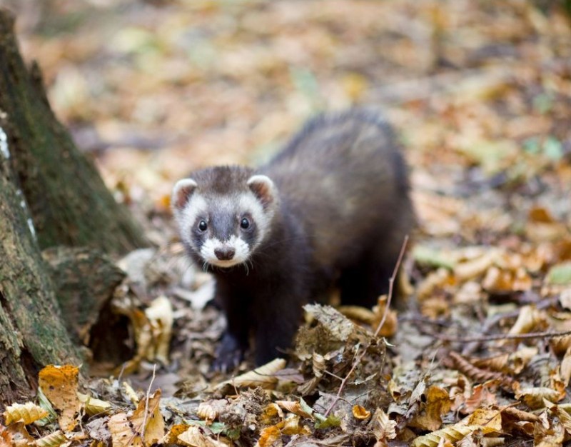 Le putois : un animal mal-aimé mais précieux pour la biodiversité