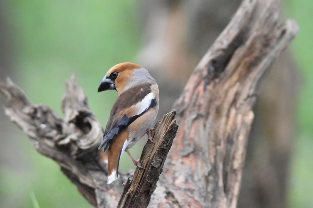 Le Gros Bec casse noyau, l'oiseau musclé du bec