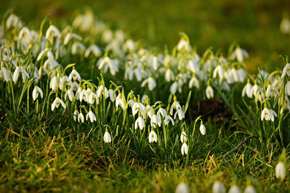 Le Perce neige, la petite fleur qui brave le froid