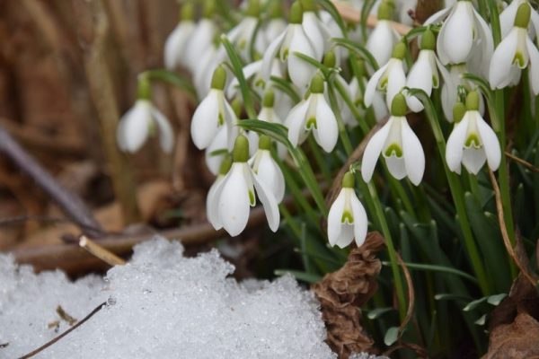 Le Perce neige, la petite fleur qui brave le froid