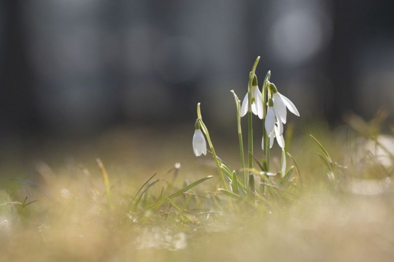 Le Perce neige, la petite fleur qui brave le froid