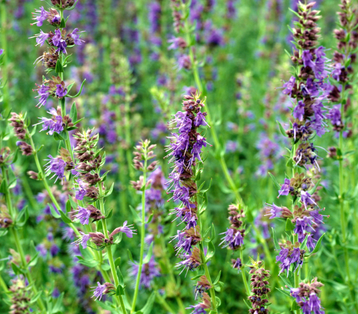 L’hysope : l'aromatique qui traverse les âges