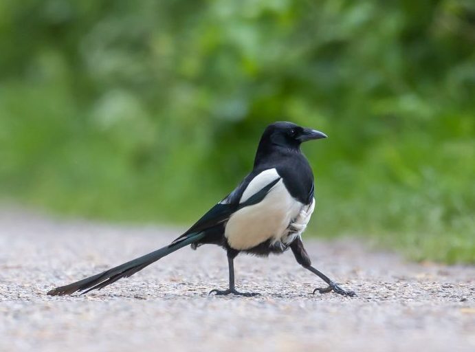 L'intelligence de la Pie bavarde : Einstein en smoking