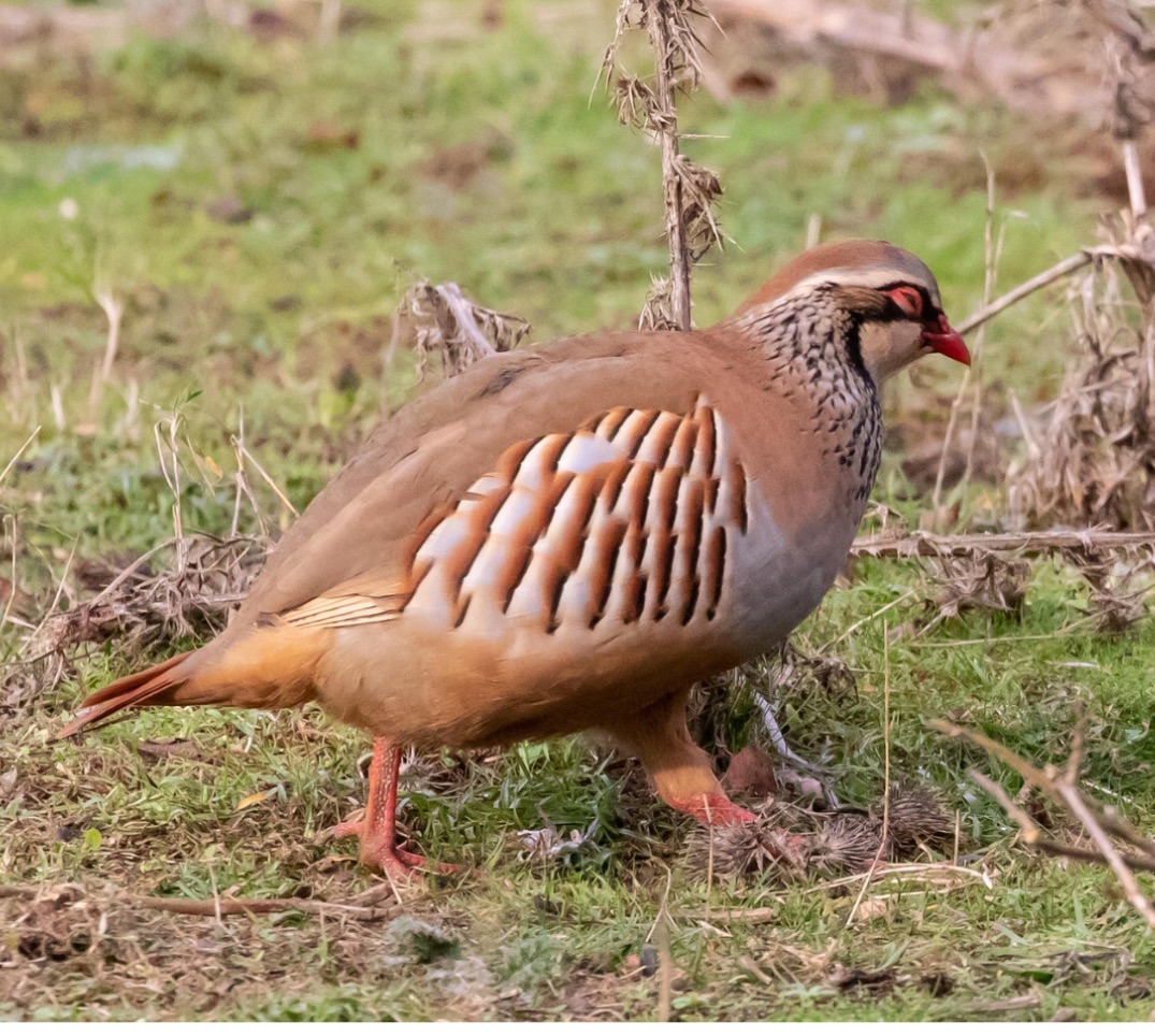 La Perdrix rouge : portrait d’une championne des champs