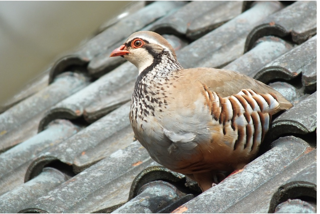 La Perdrix rouge : portrait d’une championne des champs