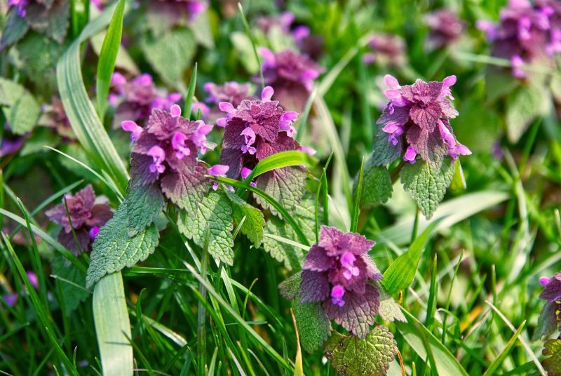 Le Lamier pourpre : fausse ortie, vraies vertus