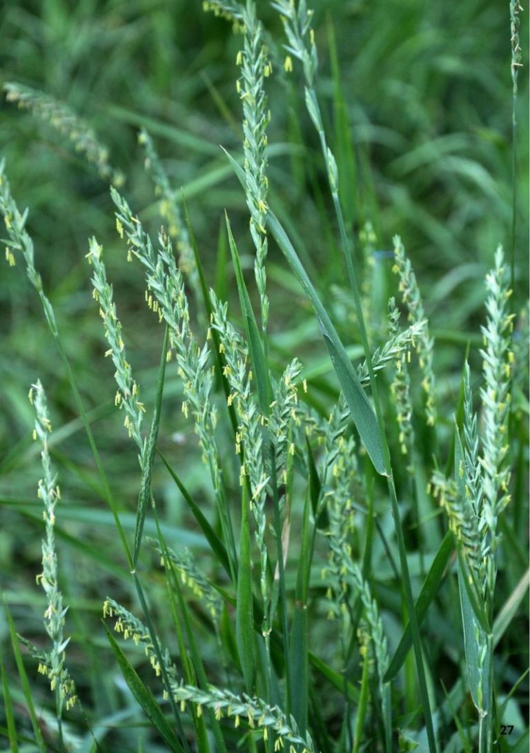 Le chiendent : mauvaise herbe ou plante aux mille vertus
