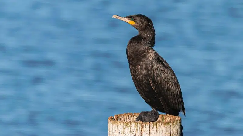 Le Cormoran, un pêcheur en tenue de soirée