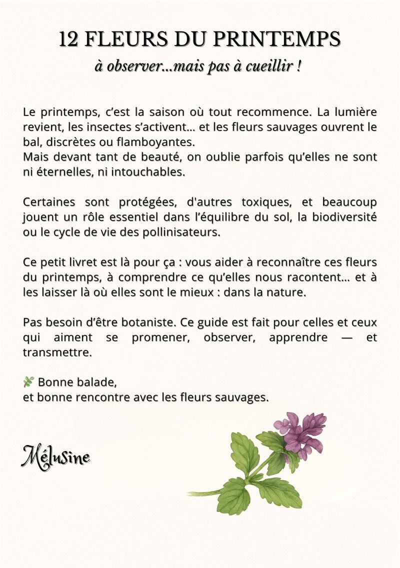 12 fleurs sauvages du printemps