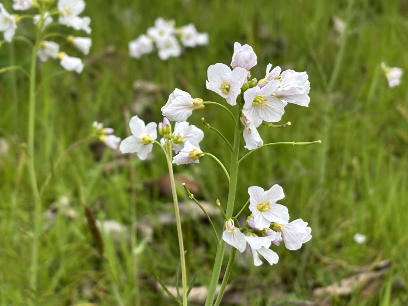 La Cardamine des prés : jolie, comestible… et amie des papillons
