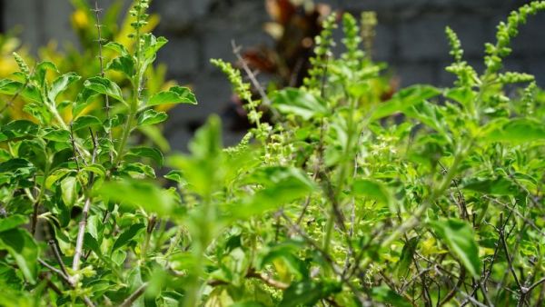 Basilic sacré (Tulsi) : bienfaits, usages et précautions