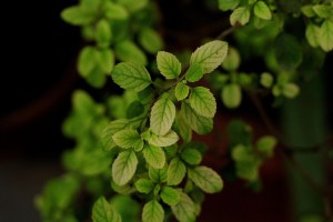 Basilic sacré (Tulsi) : bienfaits, usages et précautions