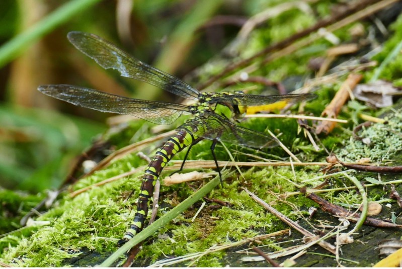 Les Odonates : libellules et demoiselles au jardin