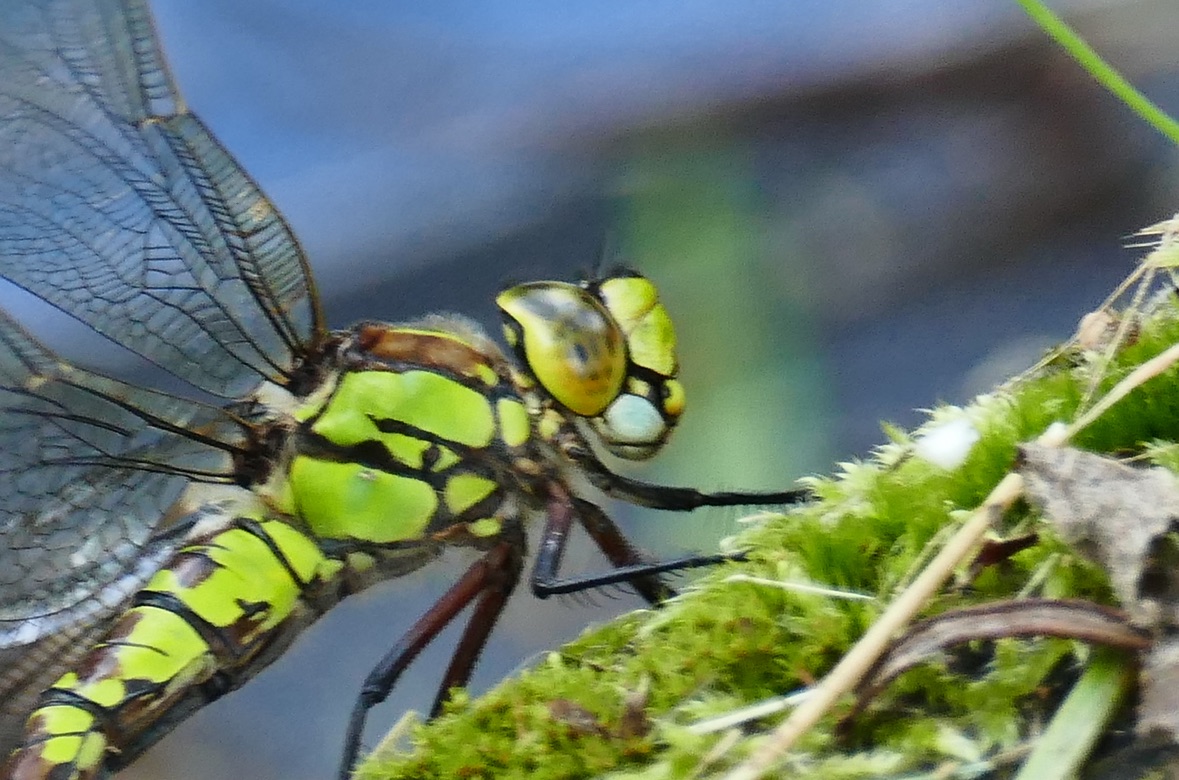 L’Aeschne bleue : la libellule bleue qui vole comme un hélico