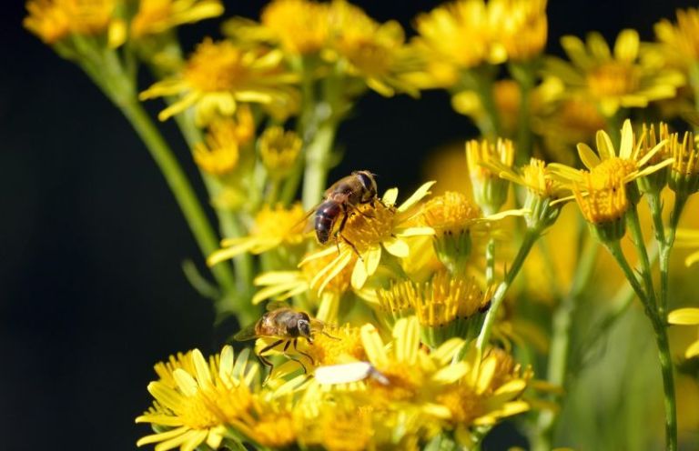Séneçon de Jacob, la plante jaune des prairies : toxique ou utile