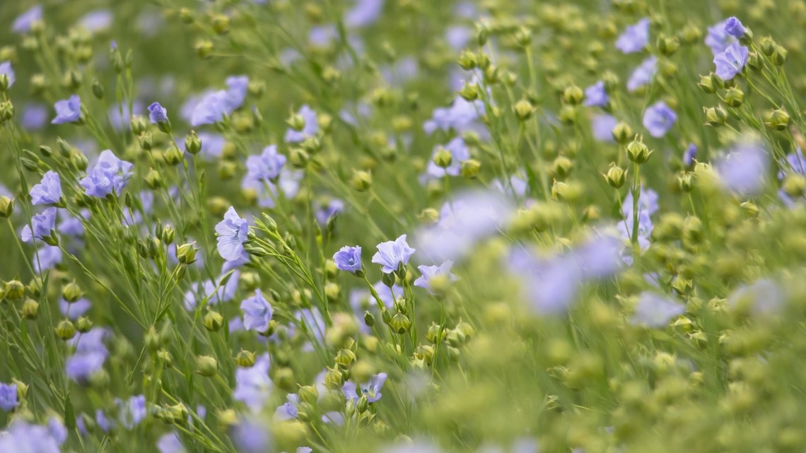 Le Lin, la petite fleur bleue qui nous habille