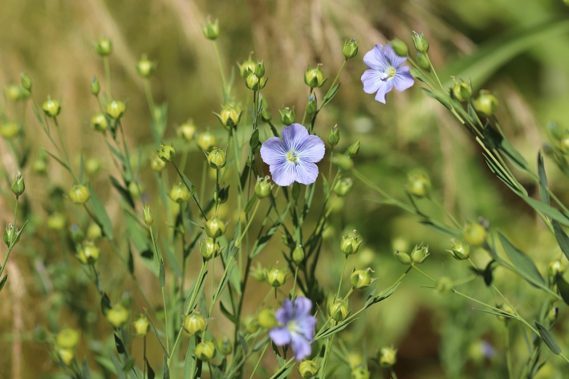 Le Lin, la petite fleur bleue qui nous habille